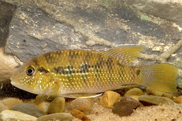 Se confirman dos nuevas especies de peces para la ciencia > WCS Bolivia Se confirman dos nuevas especies de peces para la ciencia > WCS Bolivia